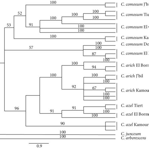 majority rule consensus tree from bayesian inference based on sequences