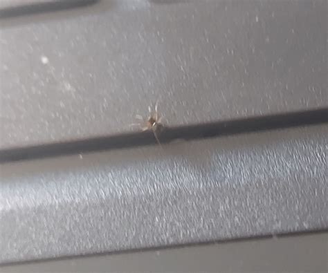 Whos This Tiny Guy R Whatsthisbug