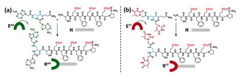 Andrés De La Escosura Group Biohybrid Materials And Syschem