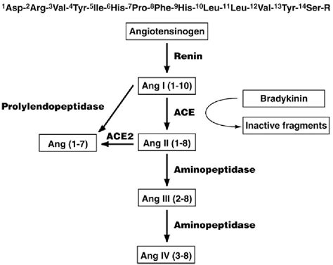 Thromboxane A2 Receptor Semantic Scholar