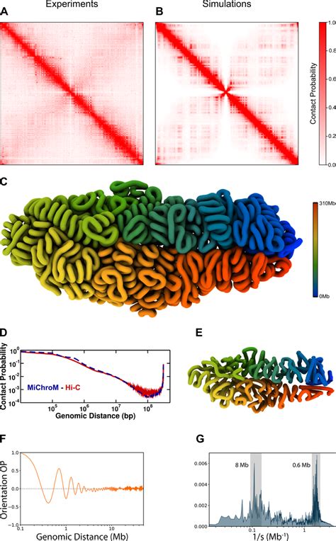 Hi C Maps And 3d Structures Of Chromosome 1 After The Parameters Download Scientific Diagram