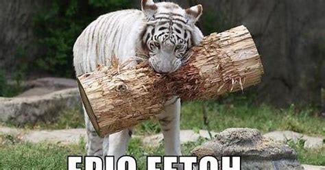 who said cats can t fetch imgur