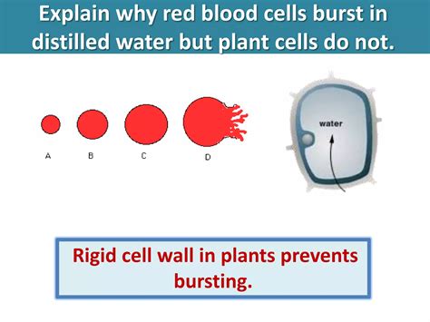 Osmosis Diffusion Active Transport Pptx