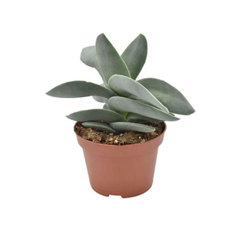 Crassula Boomerang H15cm Serenityfarm