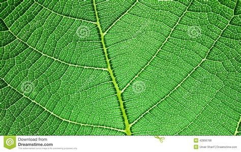 Leaf Capillaries Clipart 20 Free Cliparts Download Images On