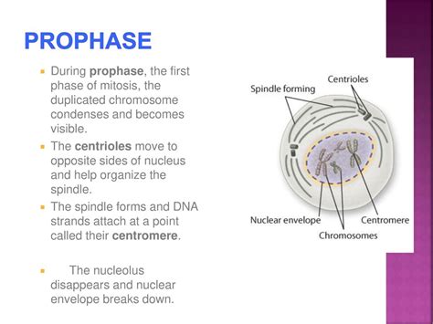 The Cell Growth And Division Ppt Download