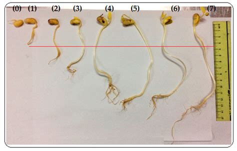 Processes Free Full Text Extraction Process Of Polyphenols From Soybean Glycine Max L