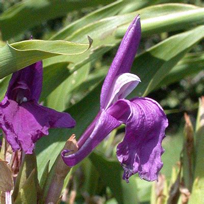 Roscoea Auriculata Floriade Phoenix Perennials
