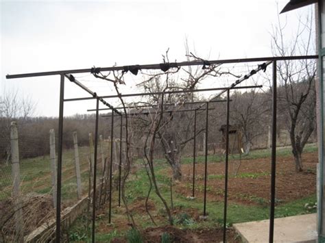 Асмата за грозде винаги иска да има скеле Български Фермер