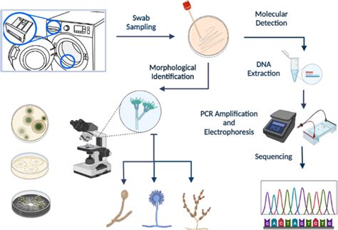 The Whole Steps Of This Investigation Including Sampling Fungal