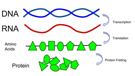 Investigation Dna Proteins And Mutations