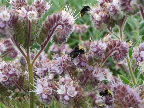 Phacelia Californica Coast Phacelia Larner Seeds