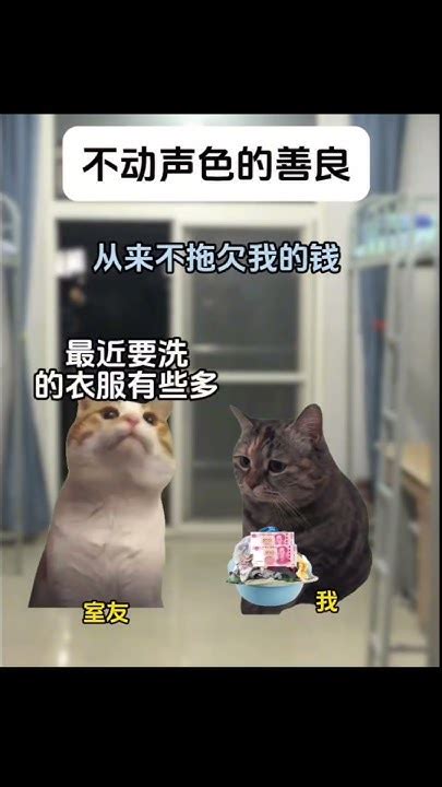 不動聲色的善良 猫 Cat 貓 真实改编 猫咪的迷惑行为 猫meme 猫meme小剧场 喵不可言 Youtube