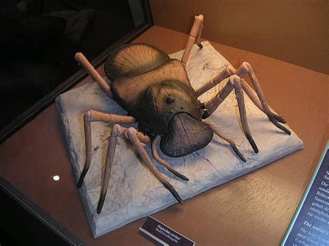 Megarachne Mammals Paleontology South American
