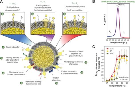 Factors Affecting Drug Release From Thermosensitive Liposomes Notes