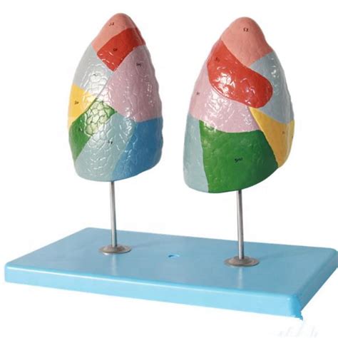 13010 1 Segmented Lung Model Ari Medical Equipment Of High Quality Ari Medical Technology