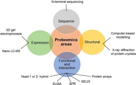 Understanding Proteomics A Comprehensive Overview Gutmicrobiotaforhealth