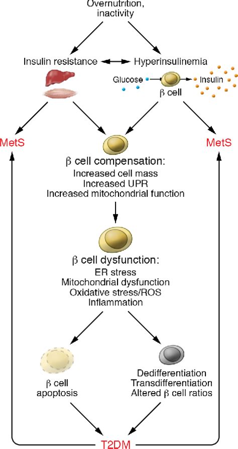 Figure 1 From B Cell Dysfunction During Progression Of Metabolic Syndrome To Type 2 Diabetes