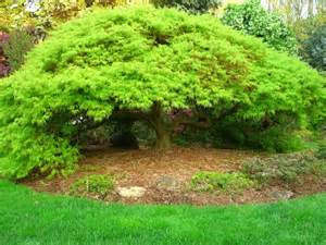 Best Trees With Multiple Trunks Images On Pinterest Flowering Trees Crepe Myrtle