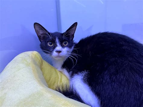 코리안숏헤어 딸기 닥스훈트무료입양사이트 도베르만무료입양사이트 말티치무료입양사이트 말티폼무료입양사이트 보더콜리무료입양사이트 프렌치불독무료입양사이트 빠삐용무료입양사이트 파피용