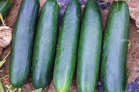 15 Cucumber Varieties Great For 2019 Growing Produce