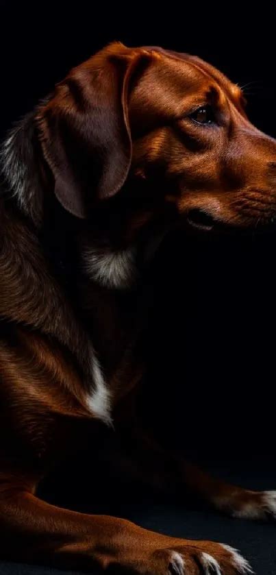 Elegant Dog Silhouette Wallpaper Free Download
