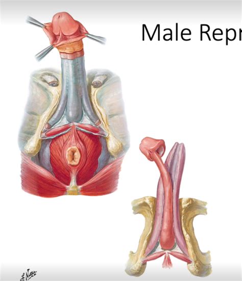 Male Repro4 Diagram Quizlet
