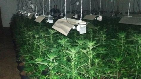 Оставиха в ареста един от задържаните за наркооранжерия в Мизия