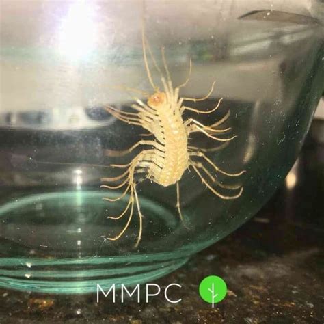 Centipede Identification And Control Mmpc Pest Library