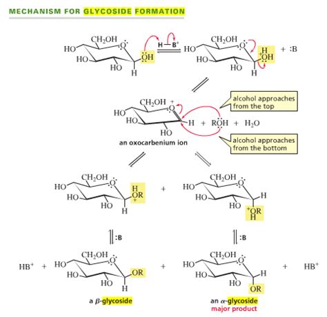 Biochem Carbohydrate Structure And Function Flashcards Quizlet