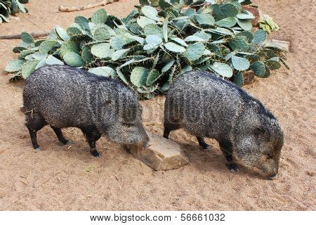 Collared Peccary Image And Photo Free Trial Bigstock