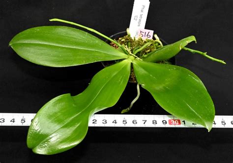 Yahoo オークション 洋蘭原種 516 花芽付き Phal Tetraspis C2