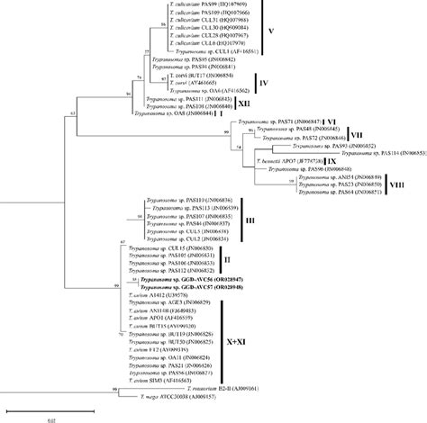 trypanosoma spp maximun likelihood phylogeny inference based on a