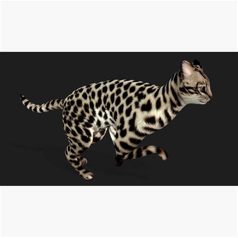 Leopard Cat A2 3d 모델 다운로드 포유류 On