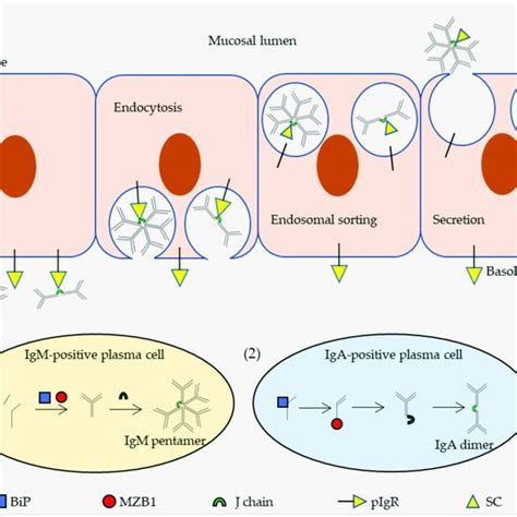 Structure Of Polymeric Immunoglobulin Receptor Pigr The Pigr