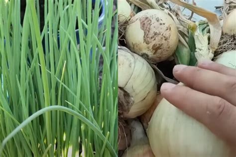 Як садити цибулю навесні щоб отримати максимальний урожай Читайте на Ukr Net