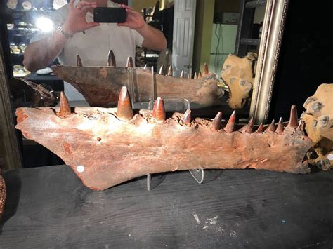 Spinosaurus Jaw Piece Or Perhaps Composite Is It Real How To