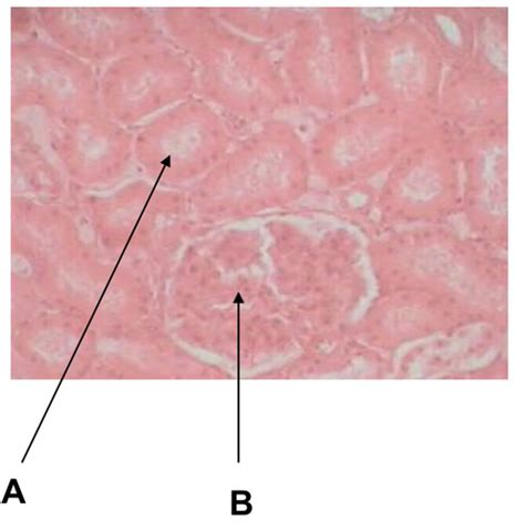 Microscope And Disection Slides For Lab Test 2 Flashcards Quizlet