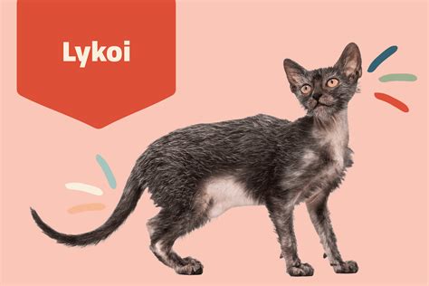 Lykoi Cat Breed Information And Characteristics