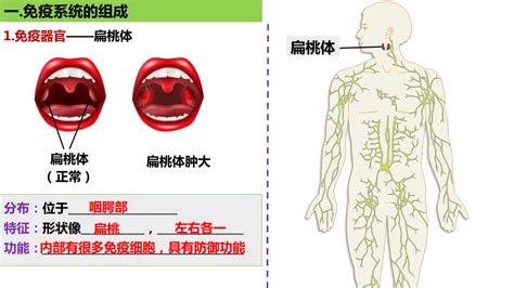 4 1免疫系统的组成和功能课件 共19张ppt 2023 2024学年高二上学期生物人教版（2019）选择性必修1 21世纪教育网 二一教育