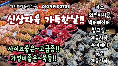 봄신상다육 가시와다육이마을에 가득채웠어요 붉은빛감 노란빛감 통통하고 짧구 단단한 다져진 착한다육으로 깔았네요카스 빅터레이터 밥그림 수련 두들누비제나꿀벅지등 Youtube