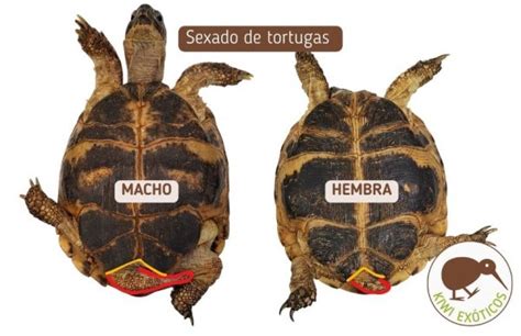 Guía Básica Tortugas De Tierra Kiwi Exóticos