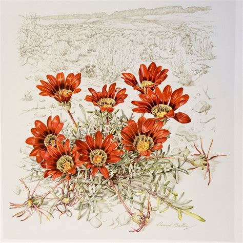 Gazania Krebsiana Subsp Arctotoides Auriol Batten 1988