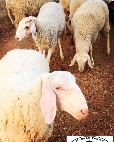 Assaf Sheep Usa Sheep Animals Lamb