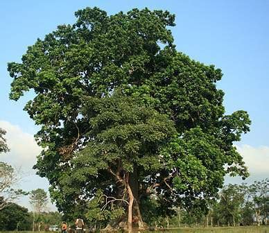 Jagua árbol Ecured