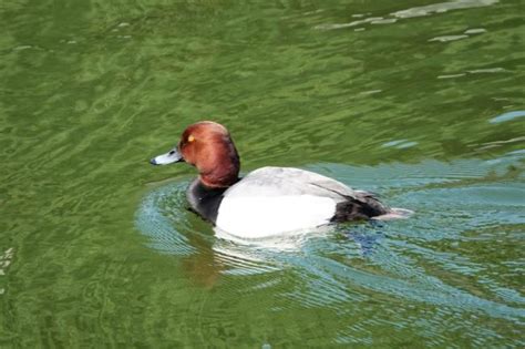 Redhead Duck Bbnj Igc 5 3 19jun2023 Photo Iisd Earth Negotiations Bulletin