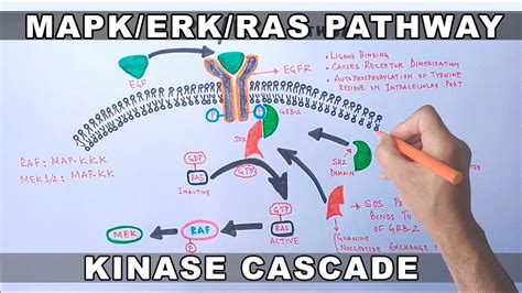 Mapkerk Signaling Pathway Youtube