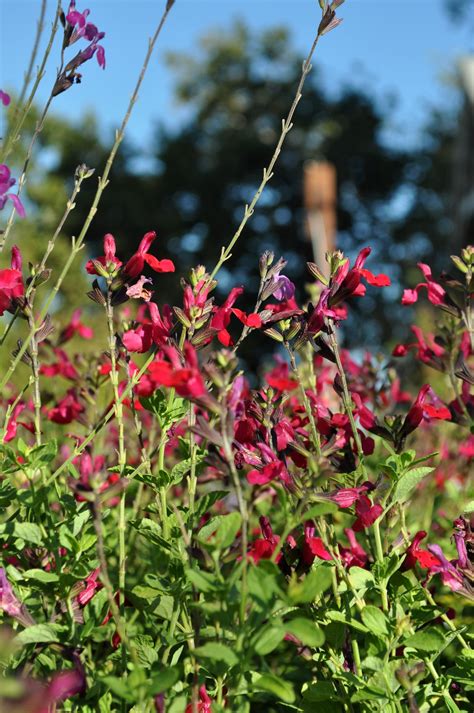 Salvia Greggii Lipstick Salvia Organic Container Gardening Salvia