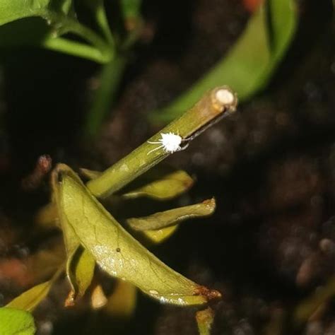 Long Tailed Mealybug Pseudococcus Longispinus Insect Identification Guide Habitat And Facts