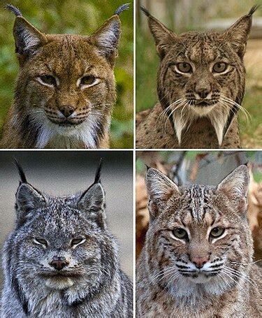 Lynx Detailed Pedia